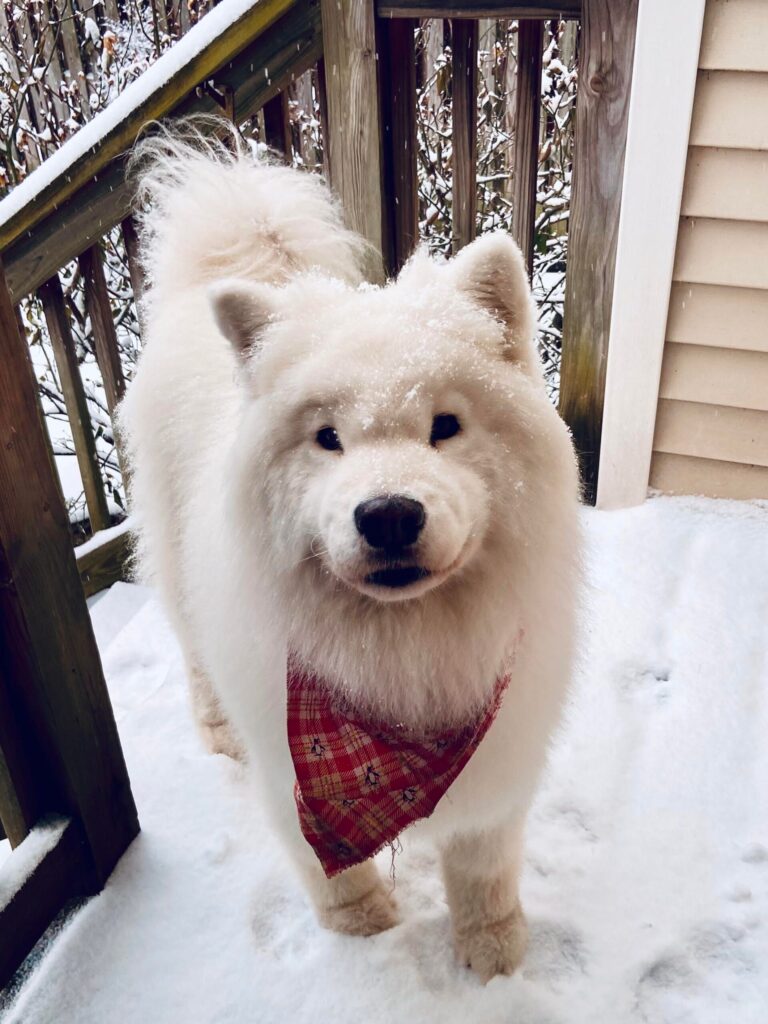 Other Barks & Bites for Friday, December 5: Tillis Blasts Lutnick ...